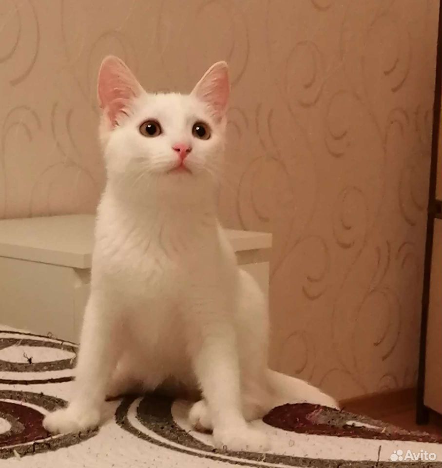 Беленький котенок - нежная девочка