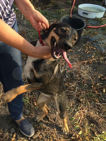 Маленькая Милашка ищет дом