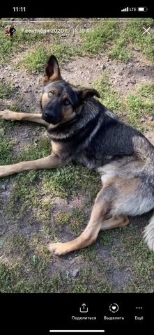 Собака в добрые руки