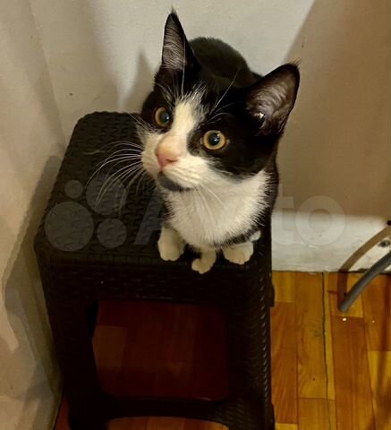 Котик из рекламы Феликс