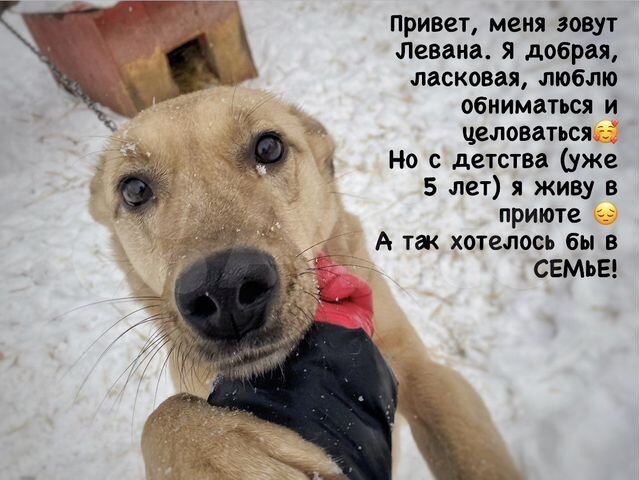 Левана ищет дом