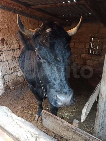 Продам корову