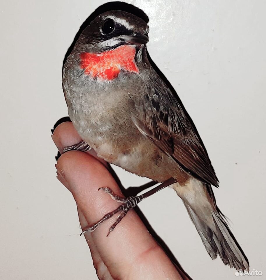 Соловей Красношейка