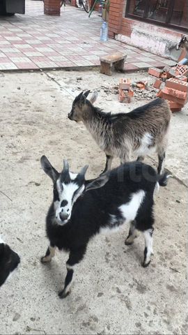 Козочки альпийки